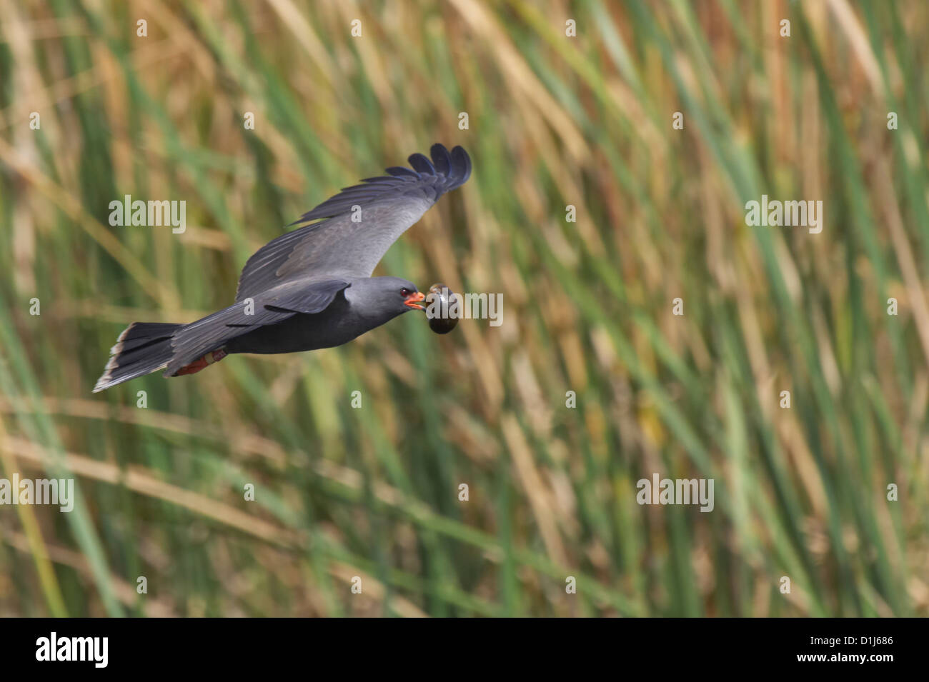 Snails with wings hi-res stock photography and images - Alamy