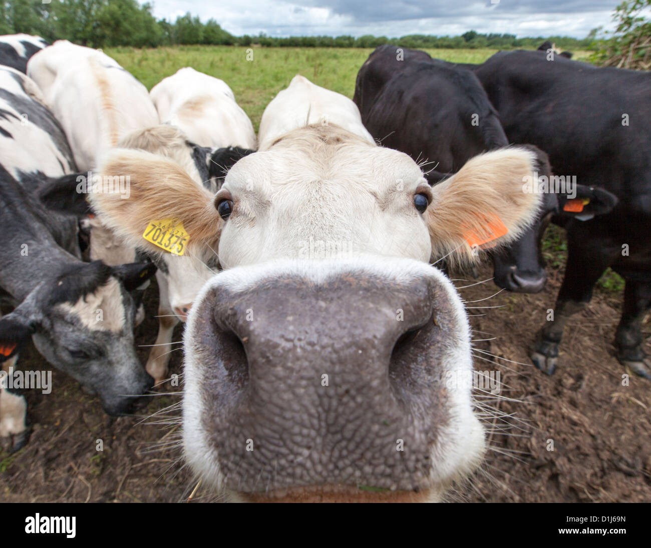 Distorted cow nose hi-res stock photography and images - Alamy