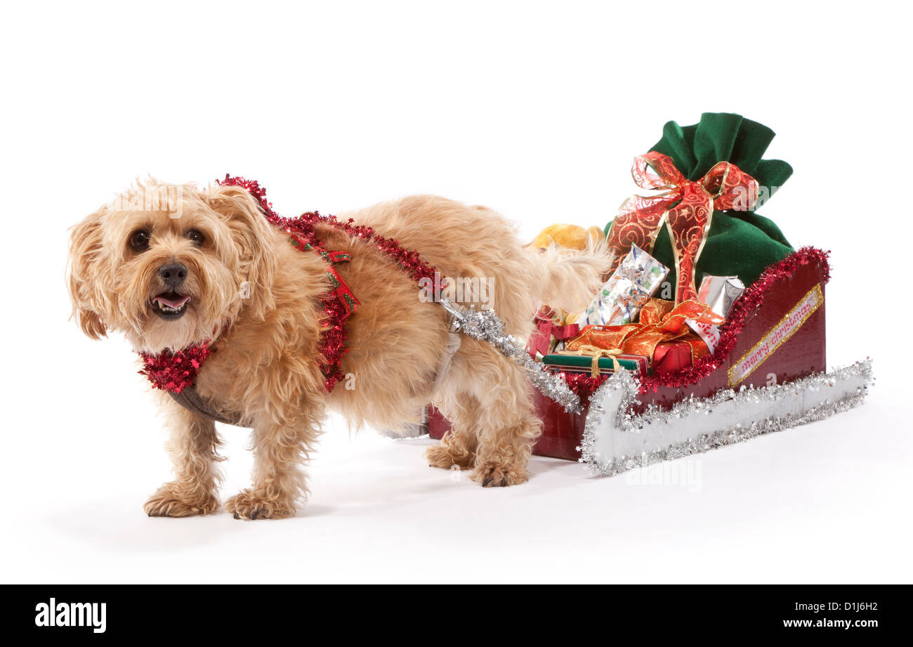 Norfolk Terrier Dog aged 7 years pulling a sleigh at Christmas Stock ...