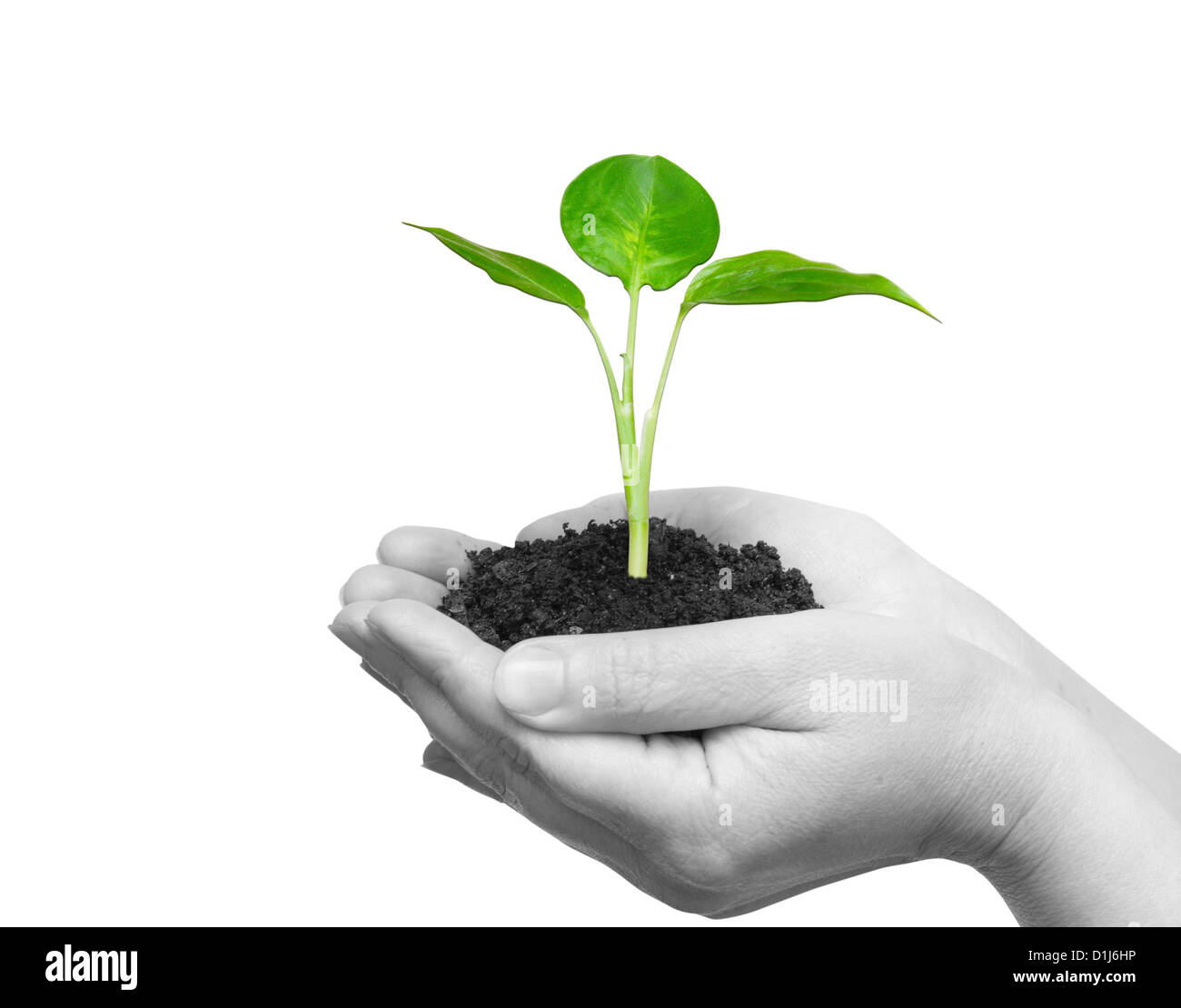 Hands holding sapling in soil on white Stock Photo - Alamy