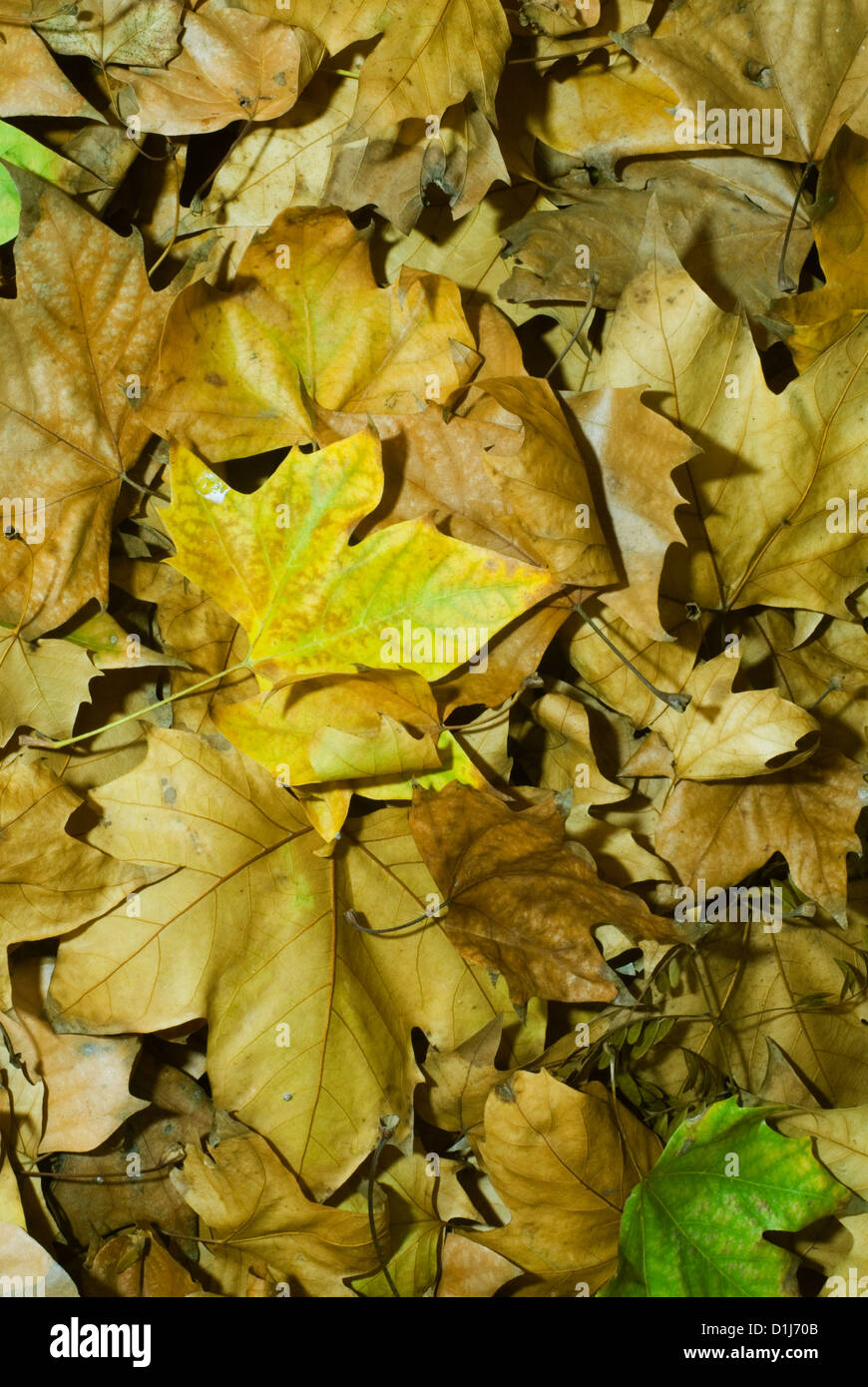 Autumn leaves frame background Stock Photo - Alamy