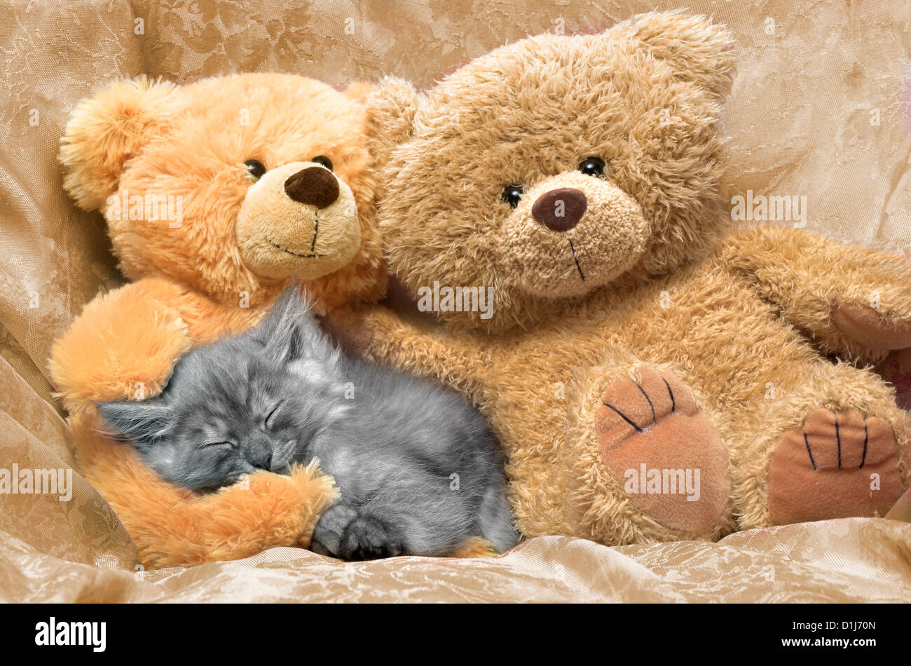 Portrait of young cute cat and teddy bear Stock Photo - Alamy