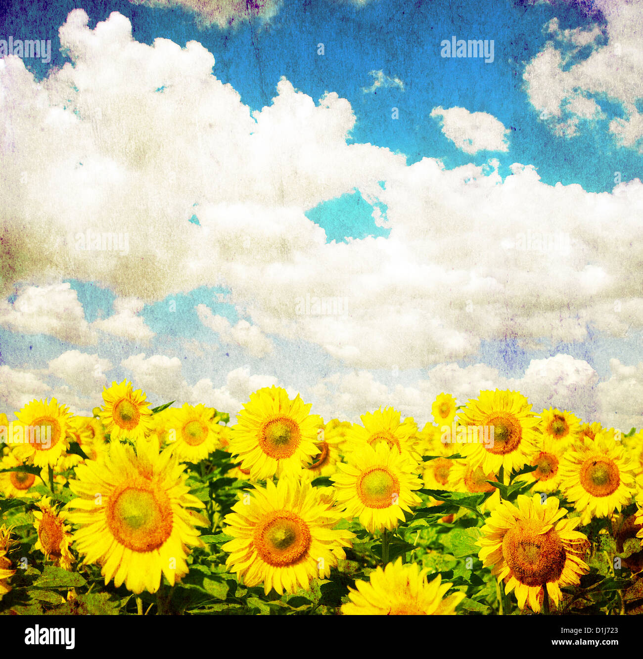 vintage image of sunflower field Stock Photo - Alamy