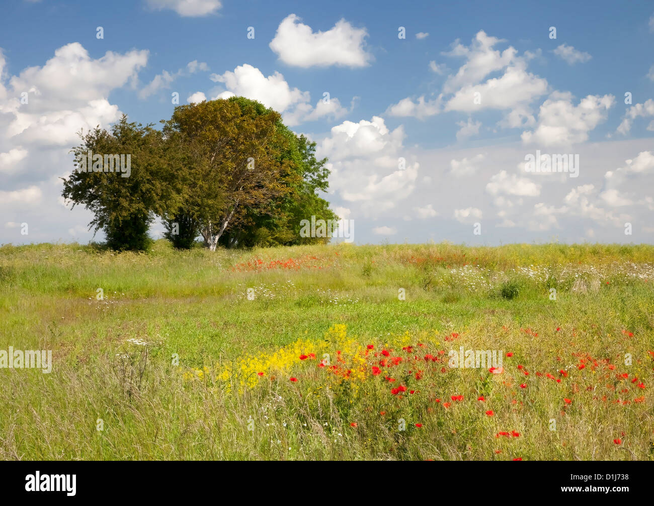 Painterly meadow landscape Stock Photo - Alamy
