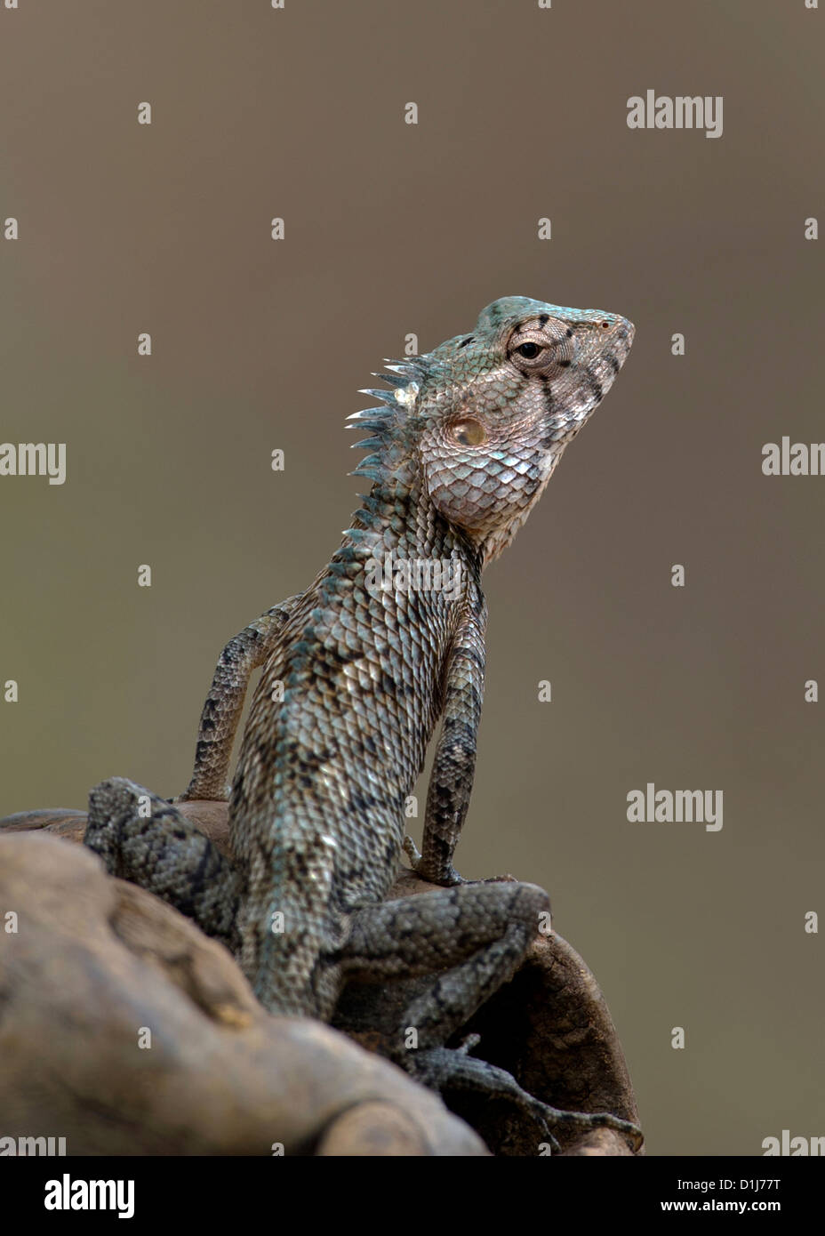 South indian common lizard hi-res stock photography and images - Alamy