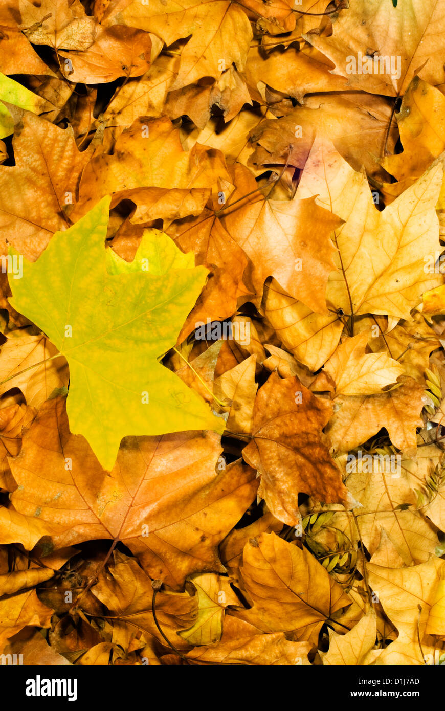 Autumn leaves frame background Stock Photo - Alamy