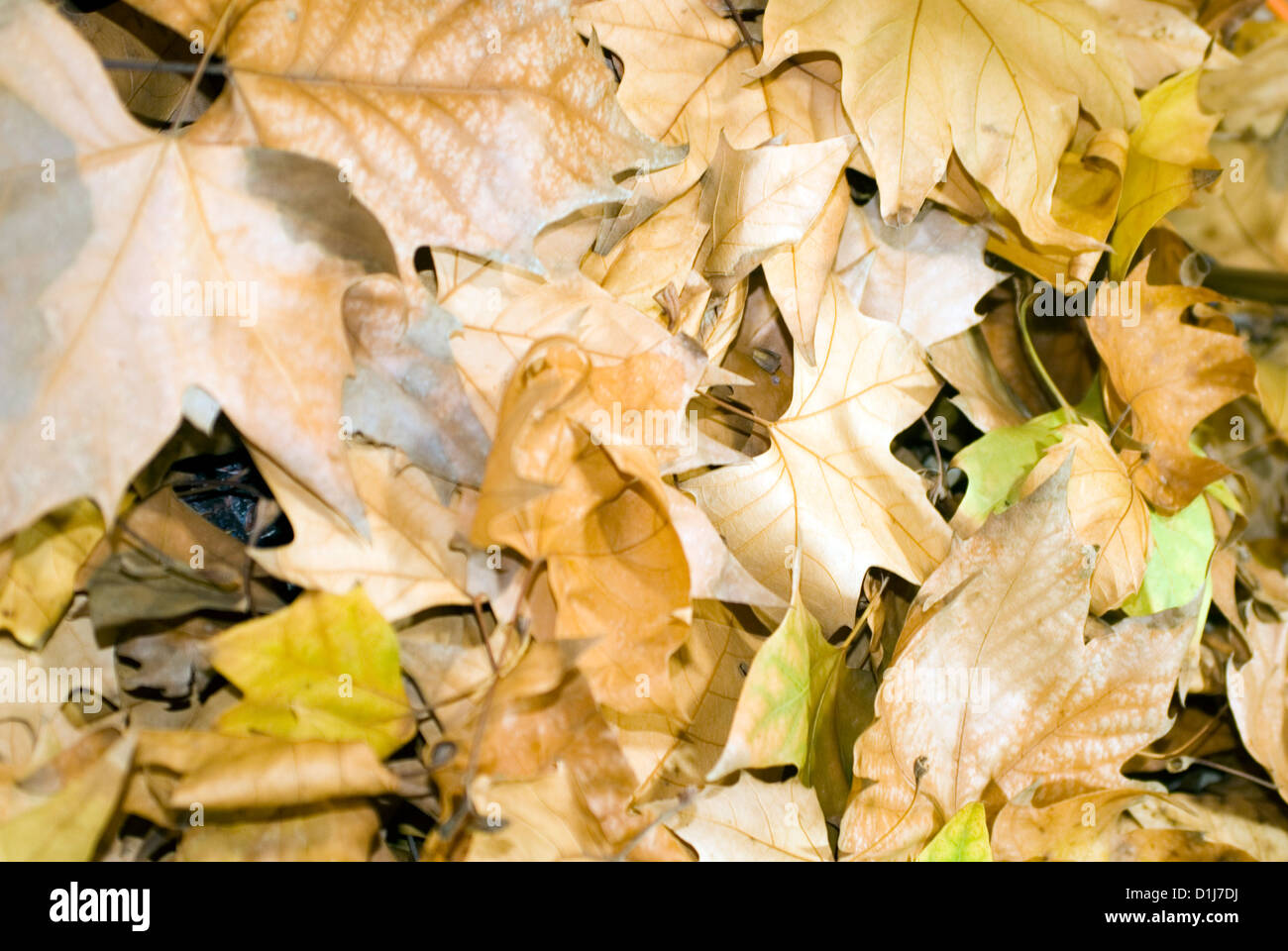 Autumn leaves frame background Stock Photo - Alamy