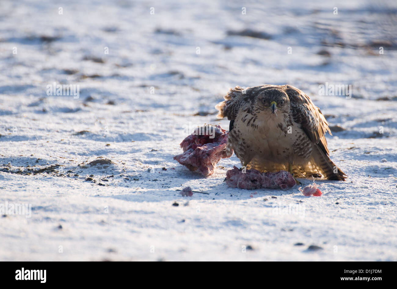 Killer frost hi-res stock photography and images - Alamy