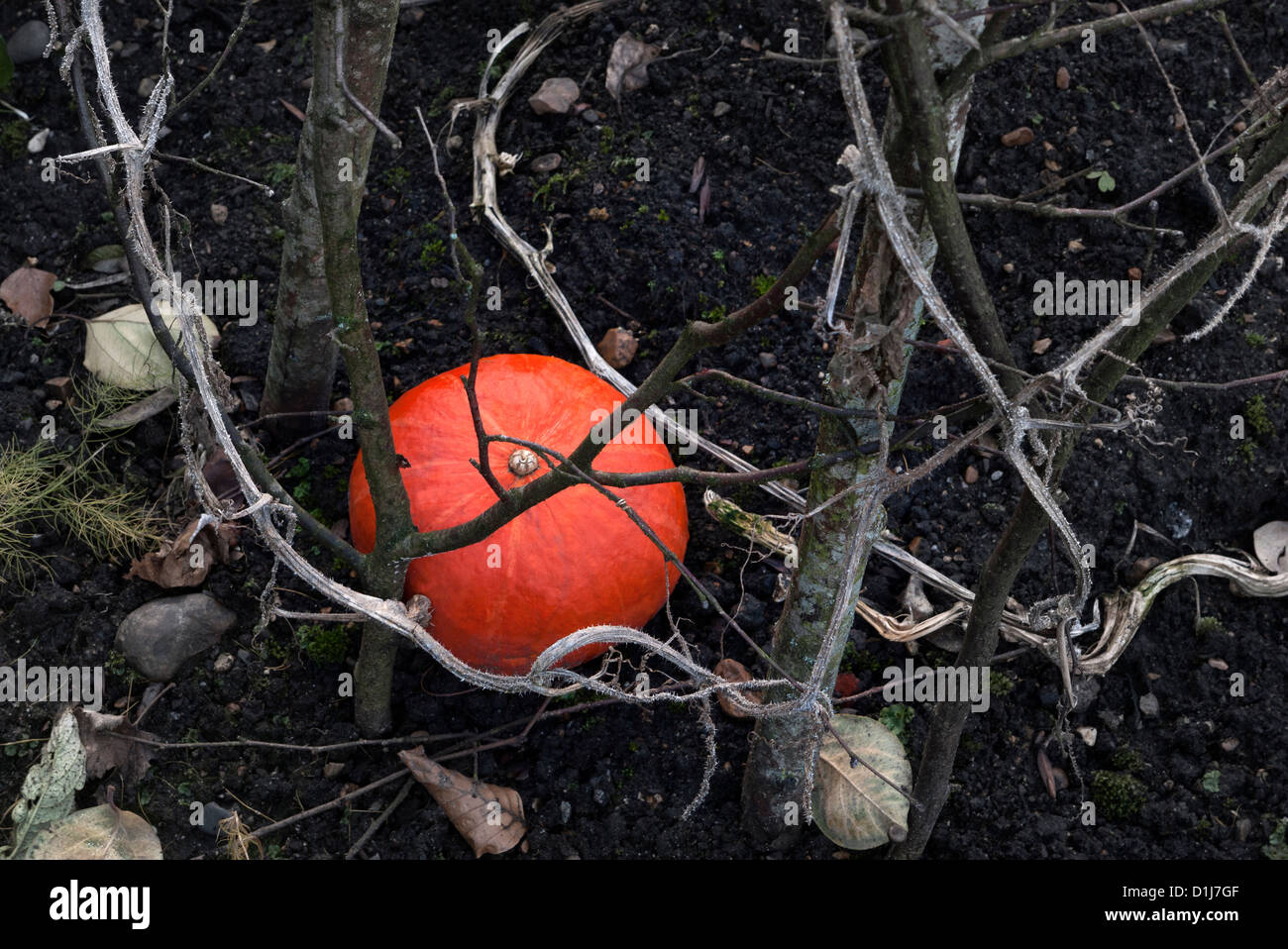 Ripe Pumpkin in garden Stock Photo - Alamy