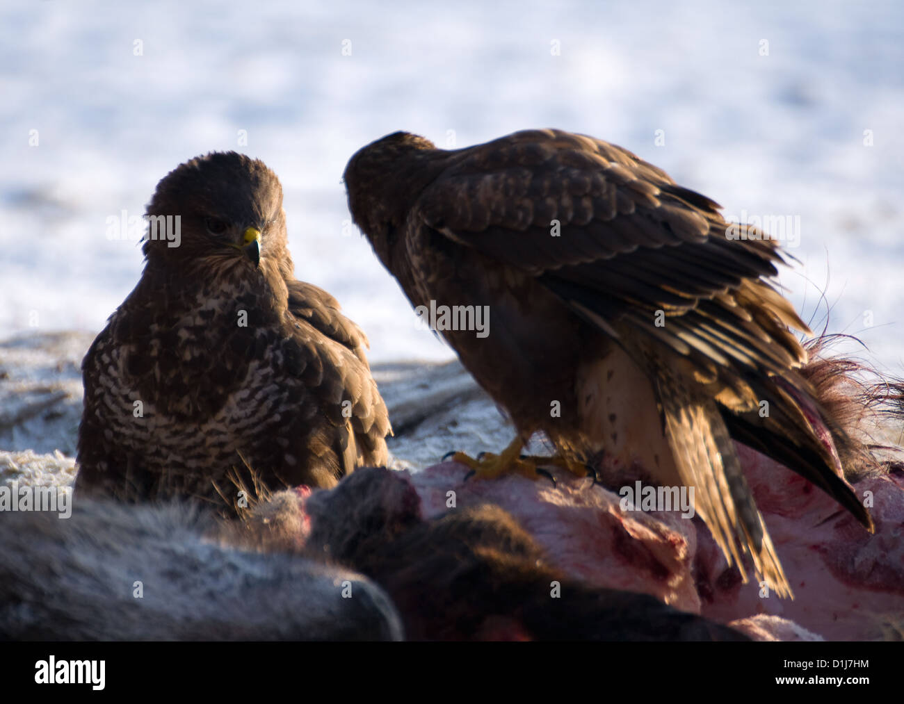 Killer frost hi-res stock photography and images - Alamy