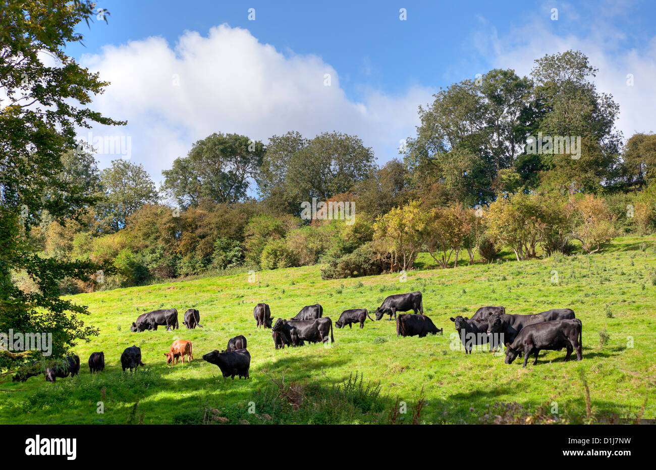 English rural scene with cows Stock Photo - Alamy