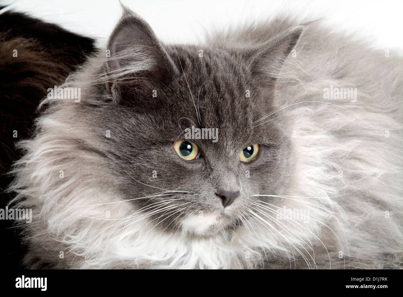Pedigree cat breeds hi-res stock photography and images - Alamy