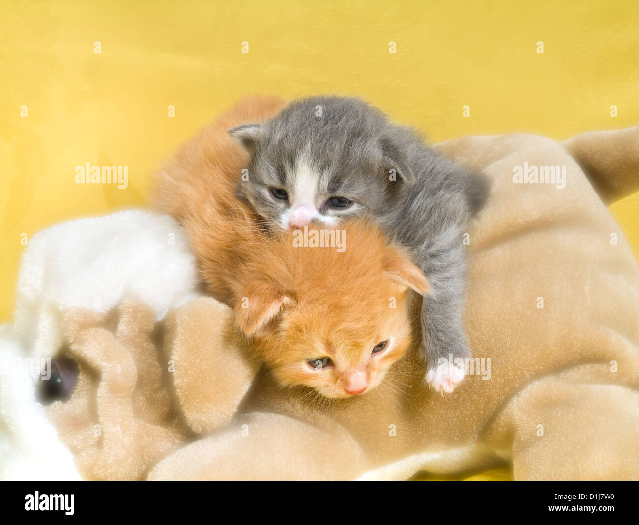 Portrait of young cute small newborn baby Siberian Cats Stock Photo - Alamy