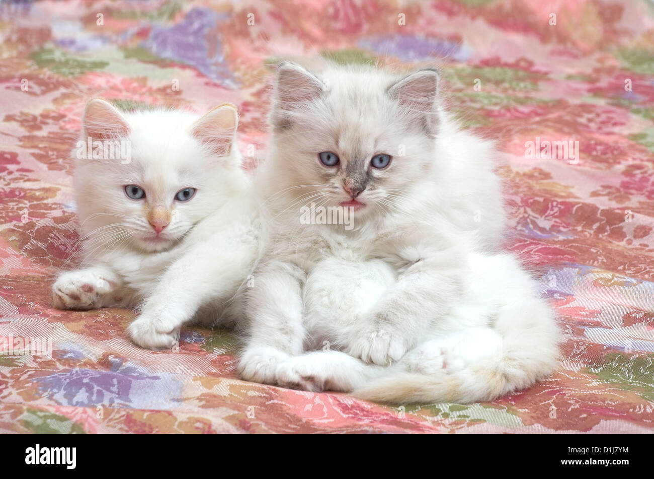 Young Ragdoll cats Stock Photo - Alamy