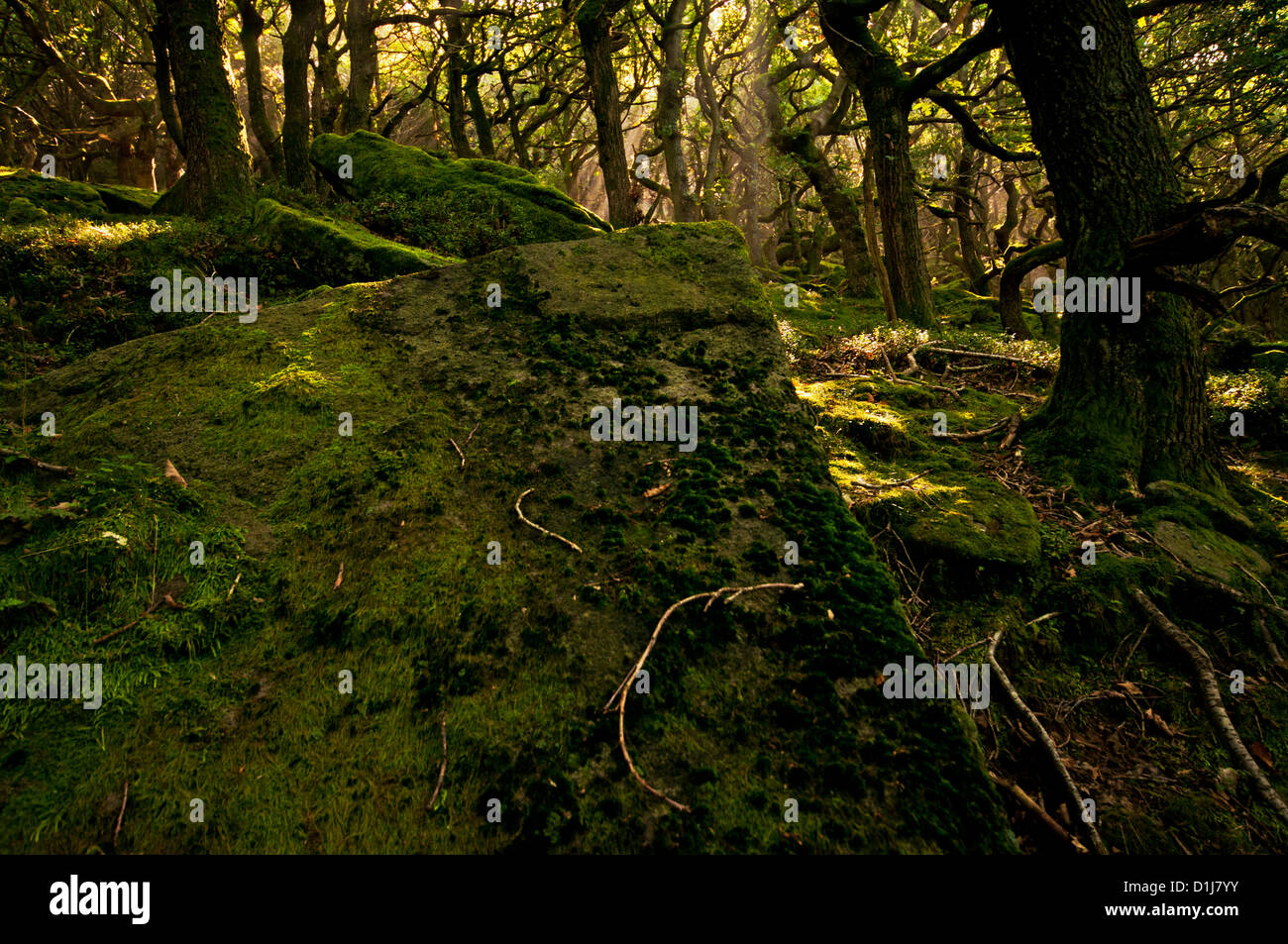 Moss rocks trees hi-res stock photography and images - Alamy