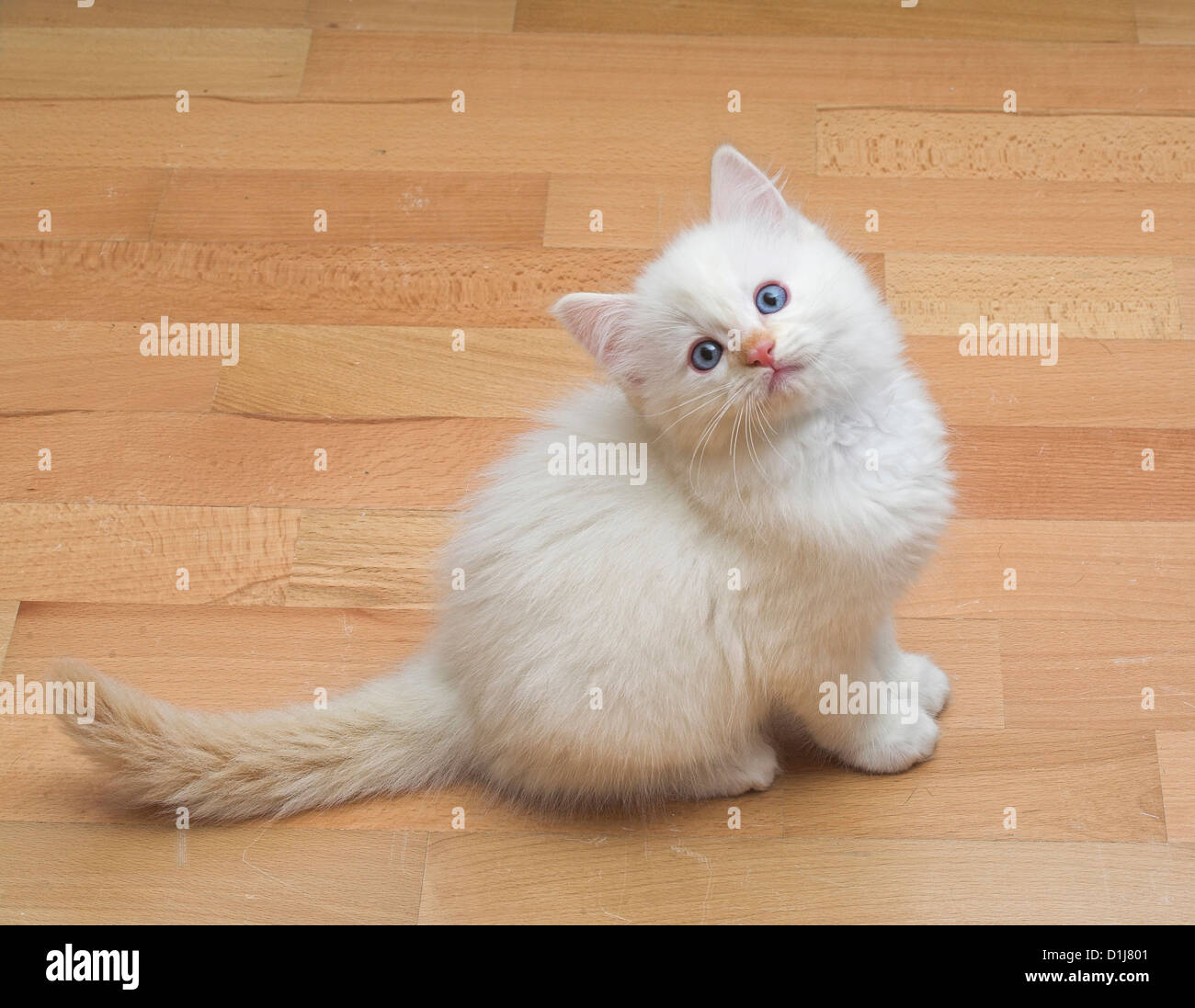Young Ragdoll cat Stock Photo - Alamy