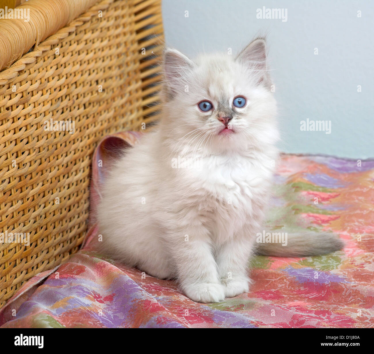 Young Ragdoll cat Stock Photo - Alamy