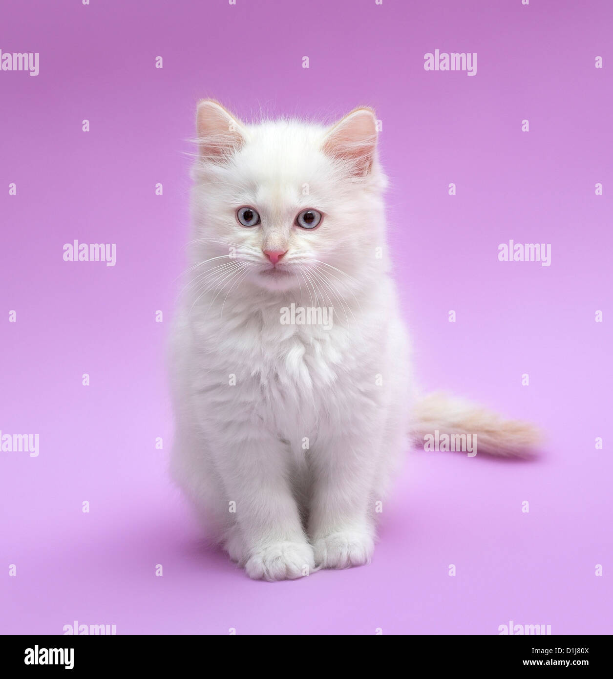 Young Ragdoll cat Stock Photo - Alamy