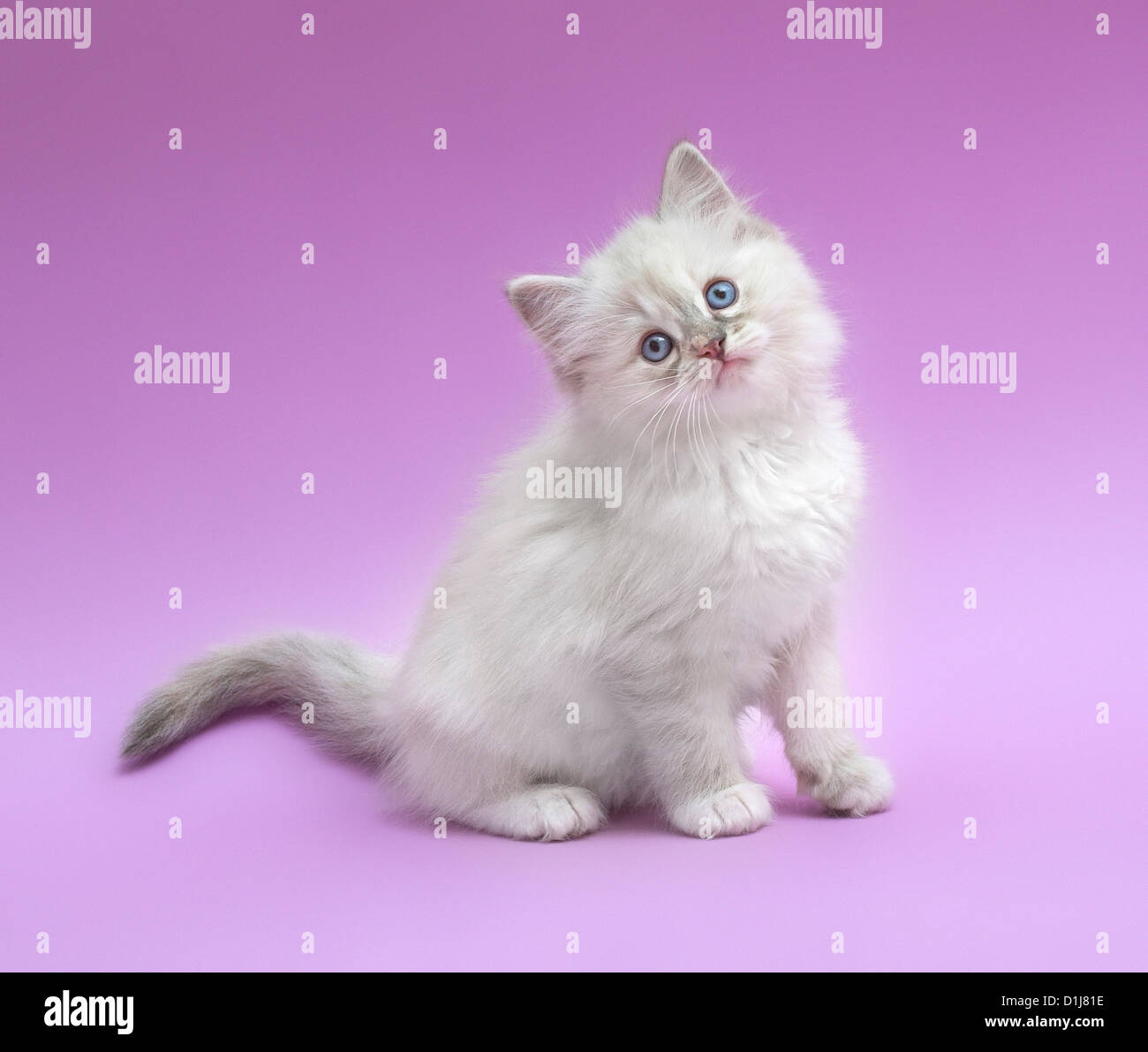Young Ragdoll cat Stock Photo - Alamy