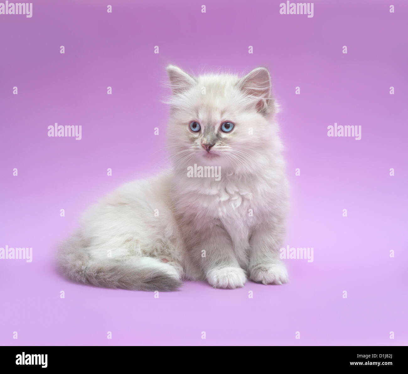 Young Ragdoll cat Stock Photo - Alamy