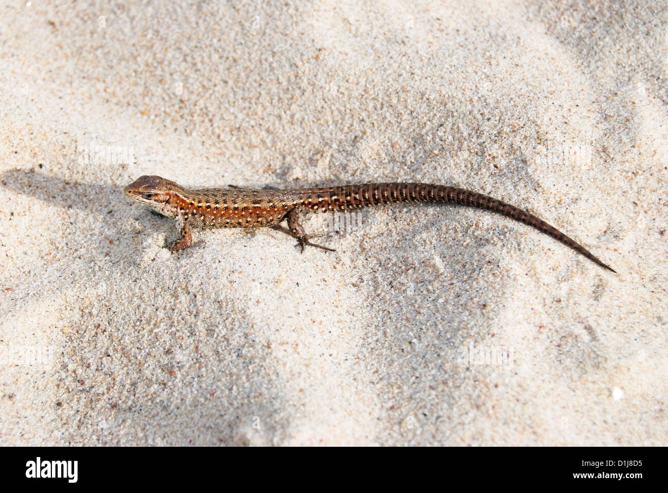 Small Lizard Desert Stock Photos & Small Lizard Desert Stock Images - Alamy