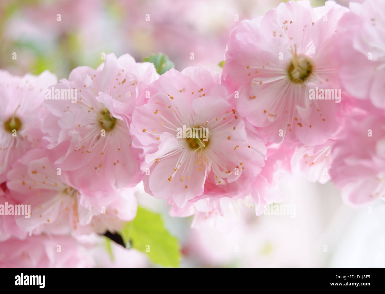 Exotic bush has blossomed pink flowers Almonds trilobate Stock Photo ...