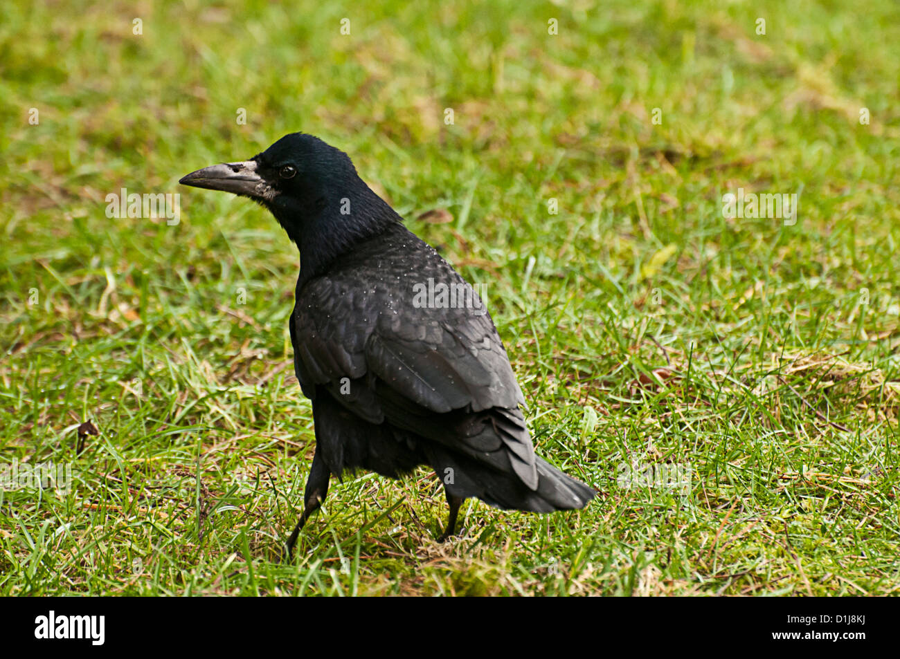 Crow alone hi-res stock photography and images - Alamy