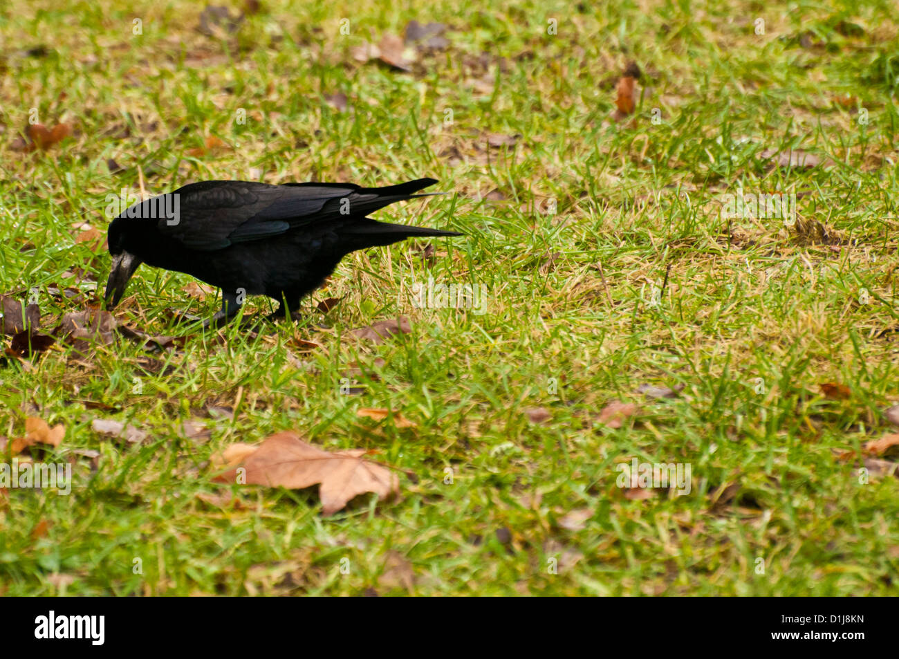 Crow alone hi-res stock photography and images - Alamy