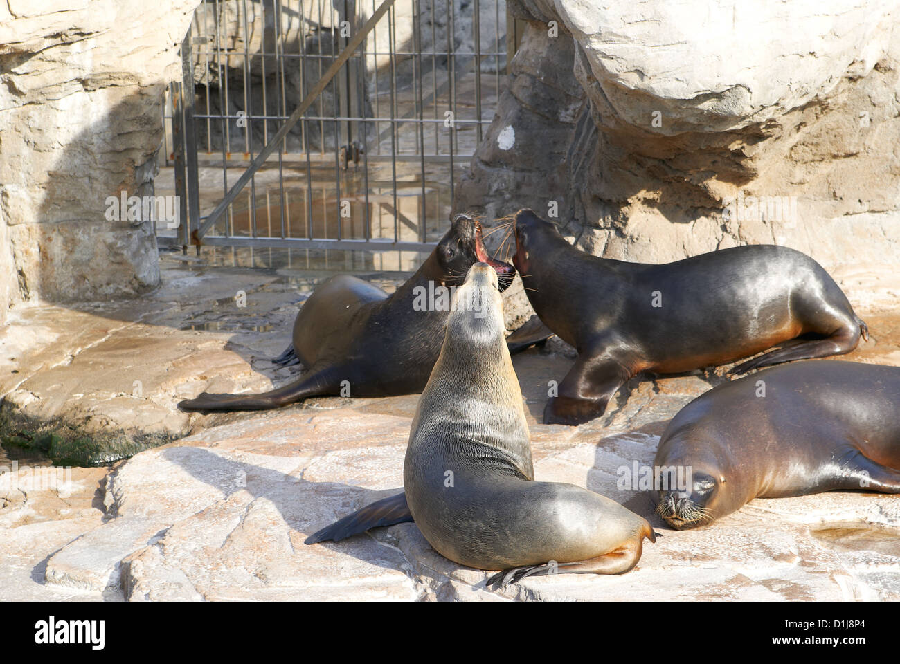 The sea lion in zoo evil roars among the rocks and water Stock Photo ...
