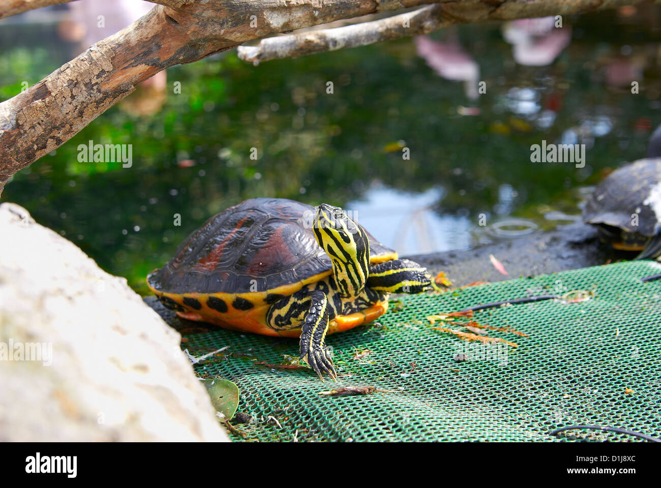 Yellow brown turtle with long neck and spotted armor Stock Photo - Alamy