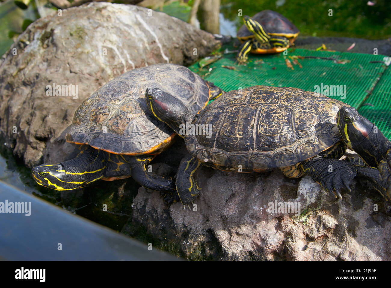 Yellow brown turtle with long neck and spotted armor Stock Photo - Alamy