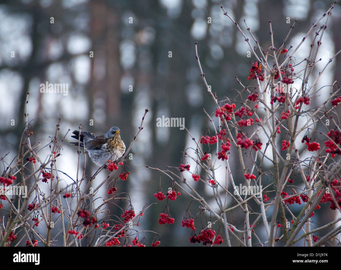 Turdidae hi-res stock photography and images - Alamy