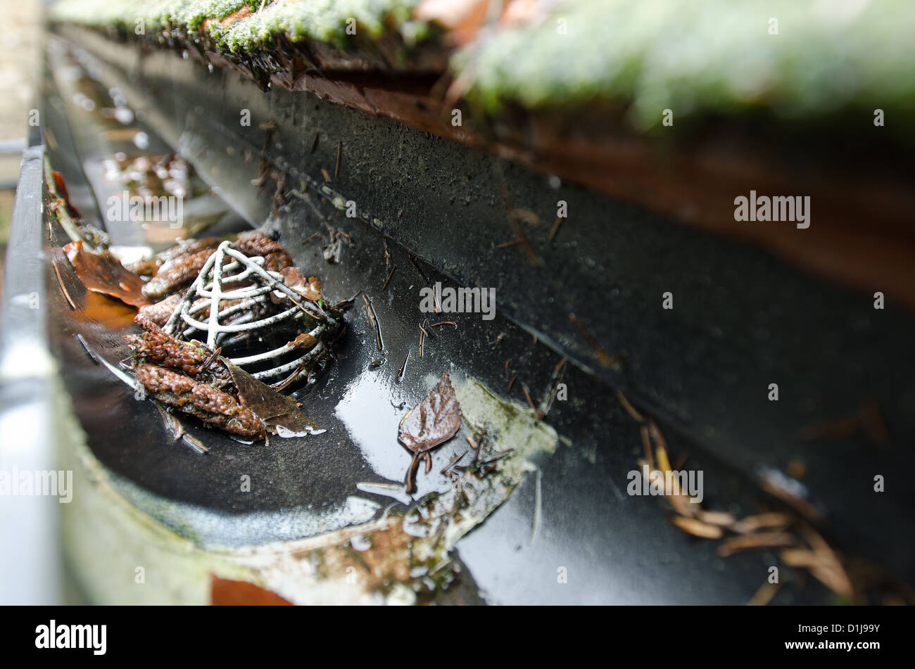 Heavy rainfall from a moss laden roof into a gutter with a leaf litter ...