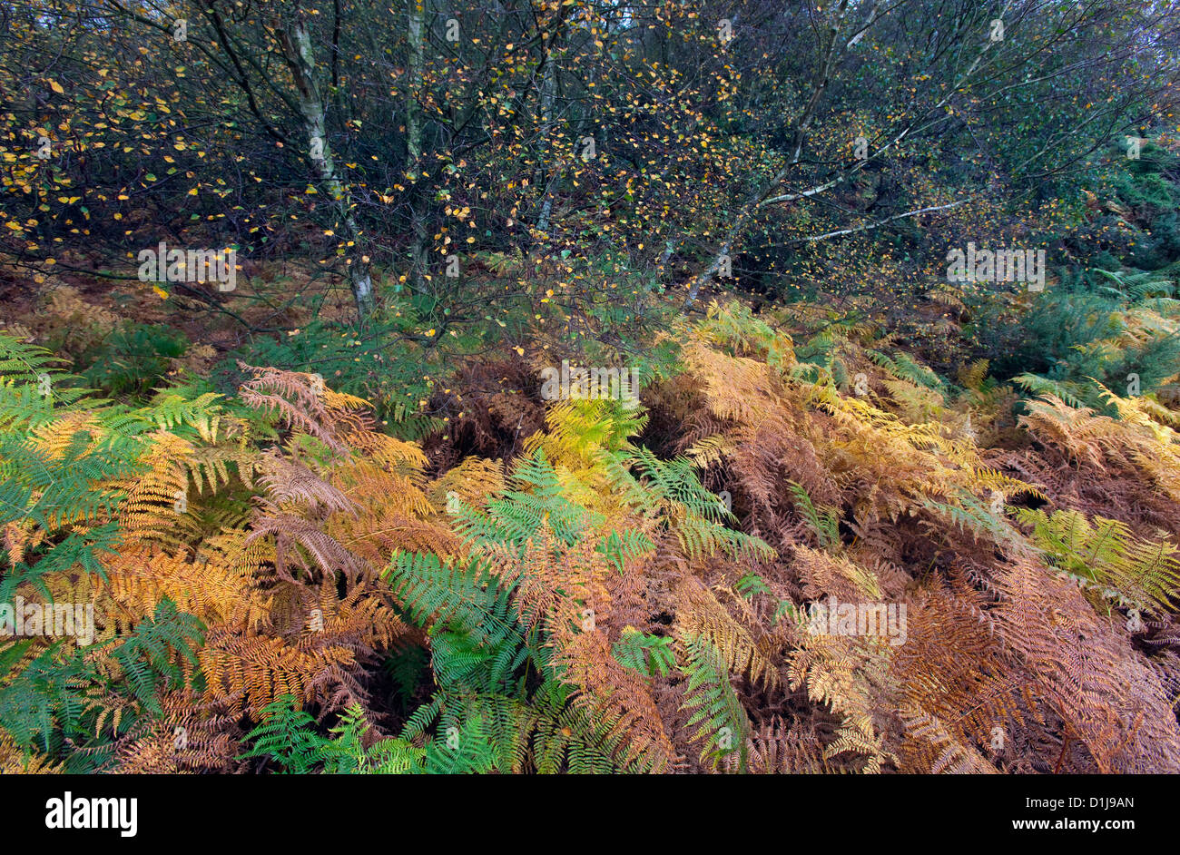 Bracken changing colour hi-res stock photography and images - Alamy