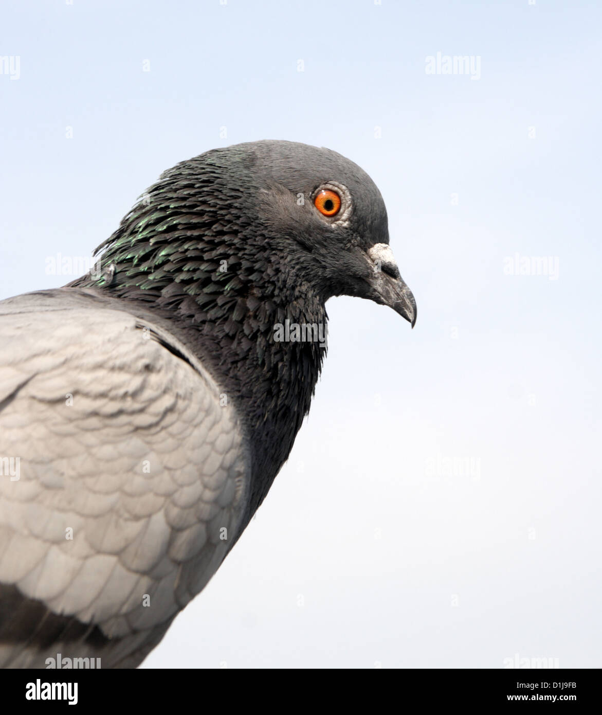 Pigeon face hi-res stock photography and images - Alamy