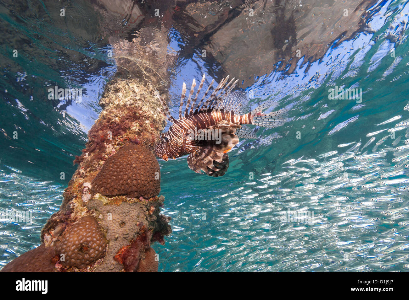 A lionfish cuts a swirm around a shoal of baitfish around a manmade ...