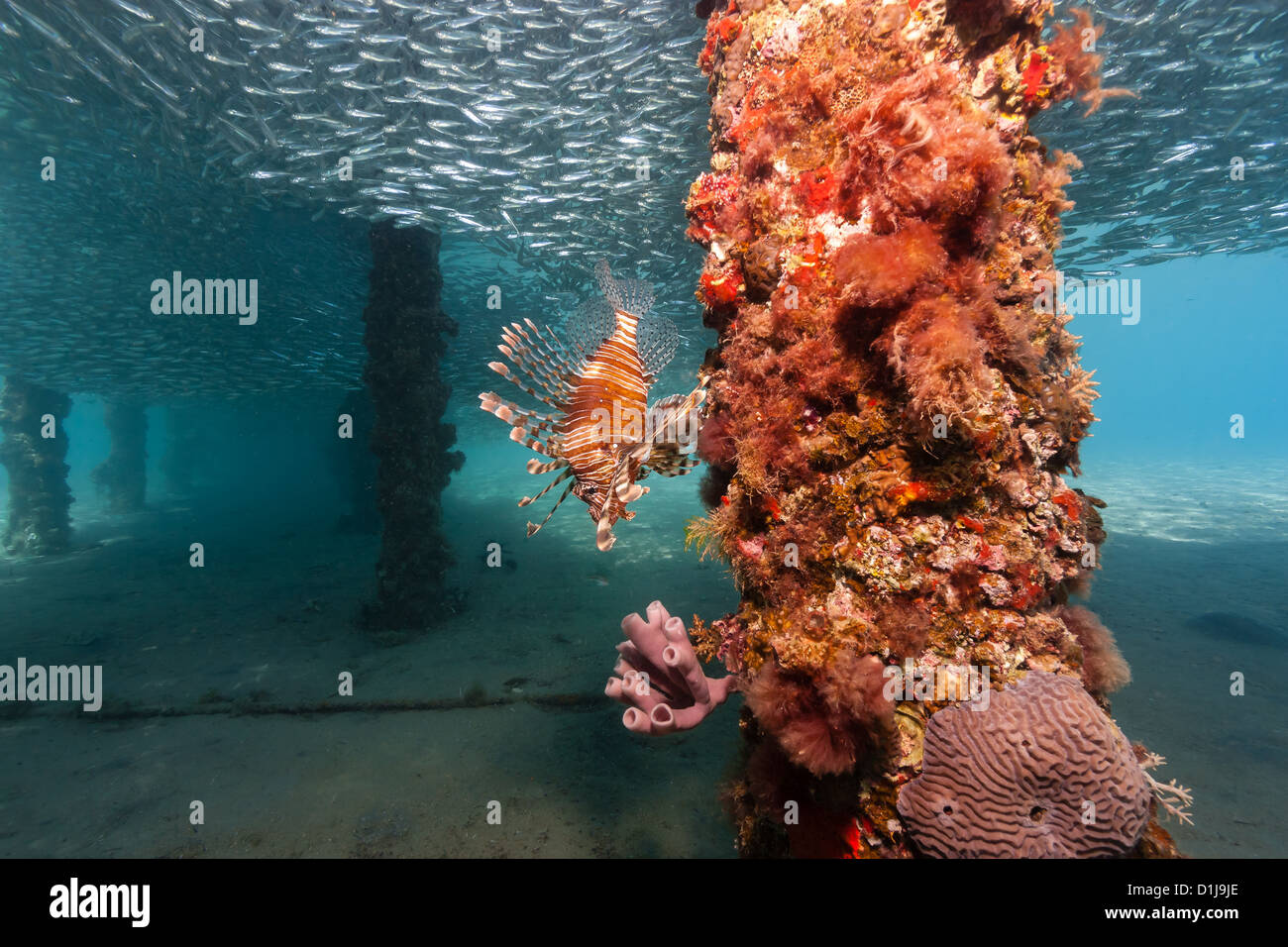 A lionfish swims next to a pier leg while a shoal of silverside bait ...