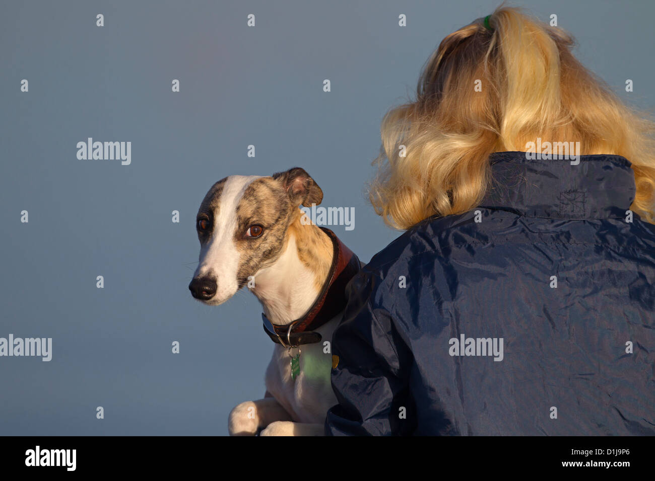 Whippet water hi-res stock photography and images - Alamy