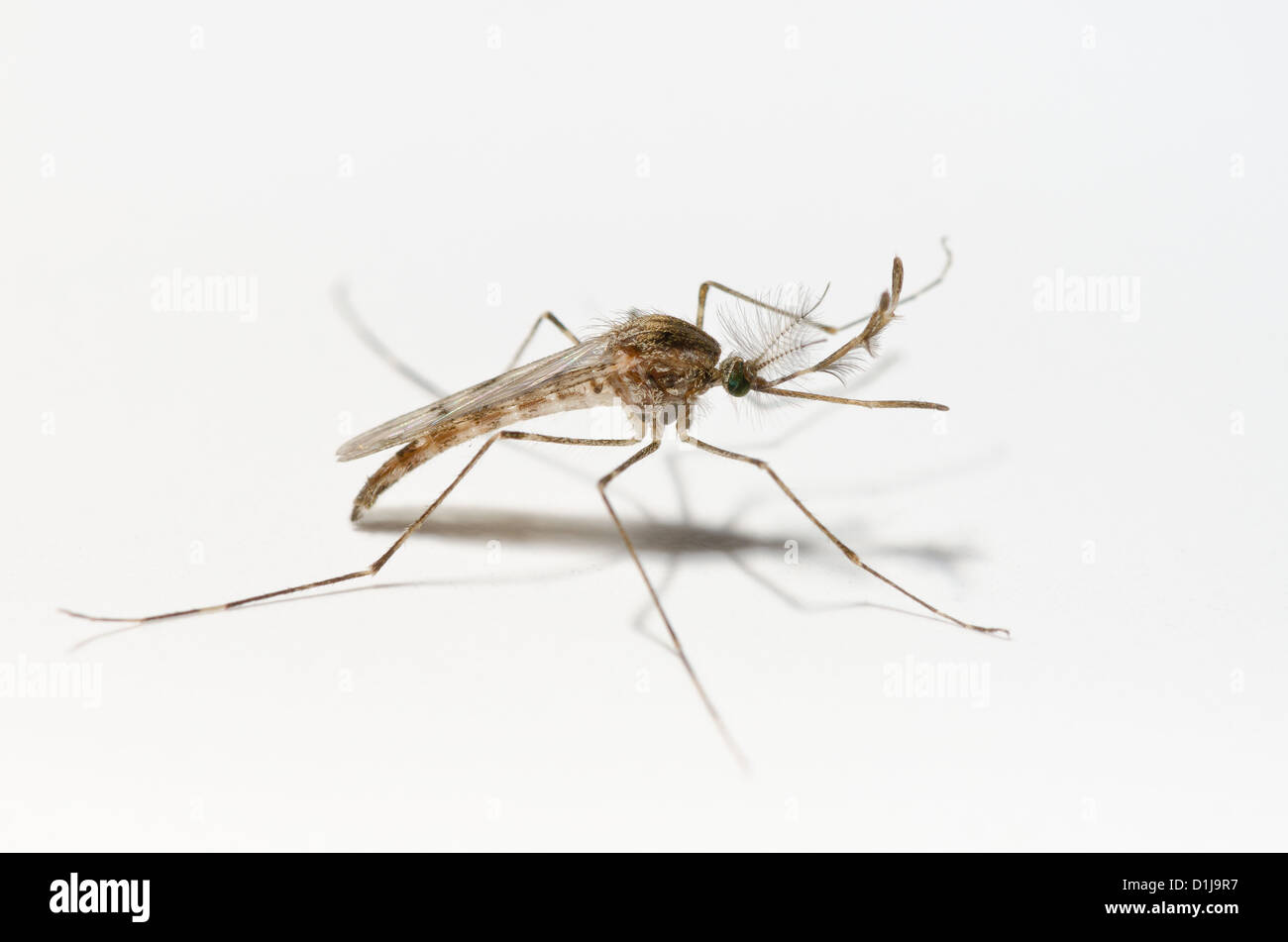 Mosquito Anopheles menace blood sucking rampage growing in UK due to ...