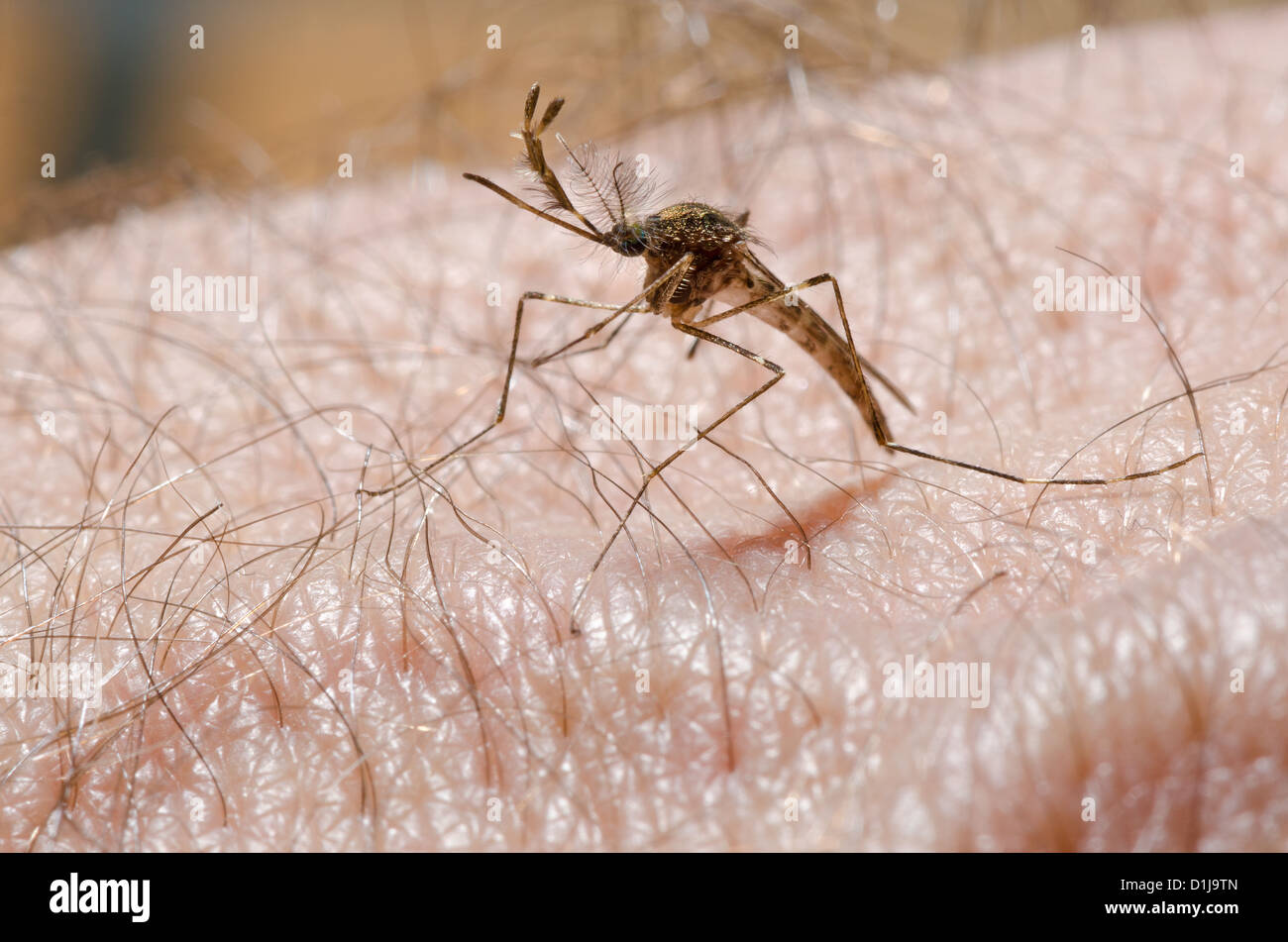 Mosquito Anopheles menace blood sucking rampage growing in UK due to ...