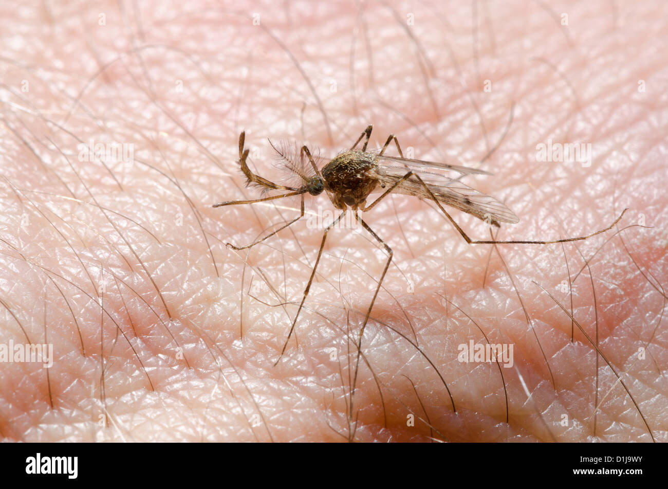 Mosquito Anopheles menace blood sucking rampage growing in UK due to ...