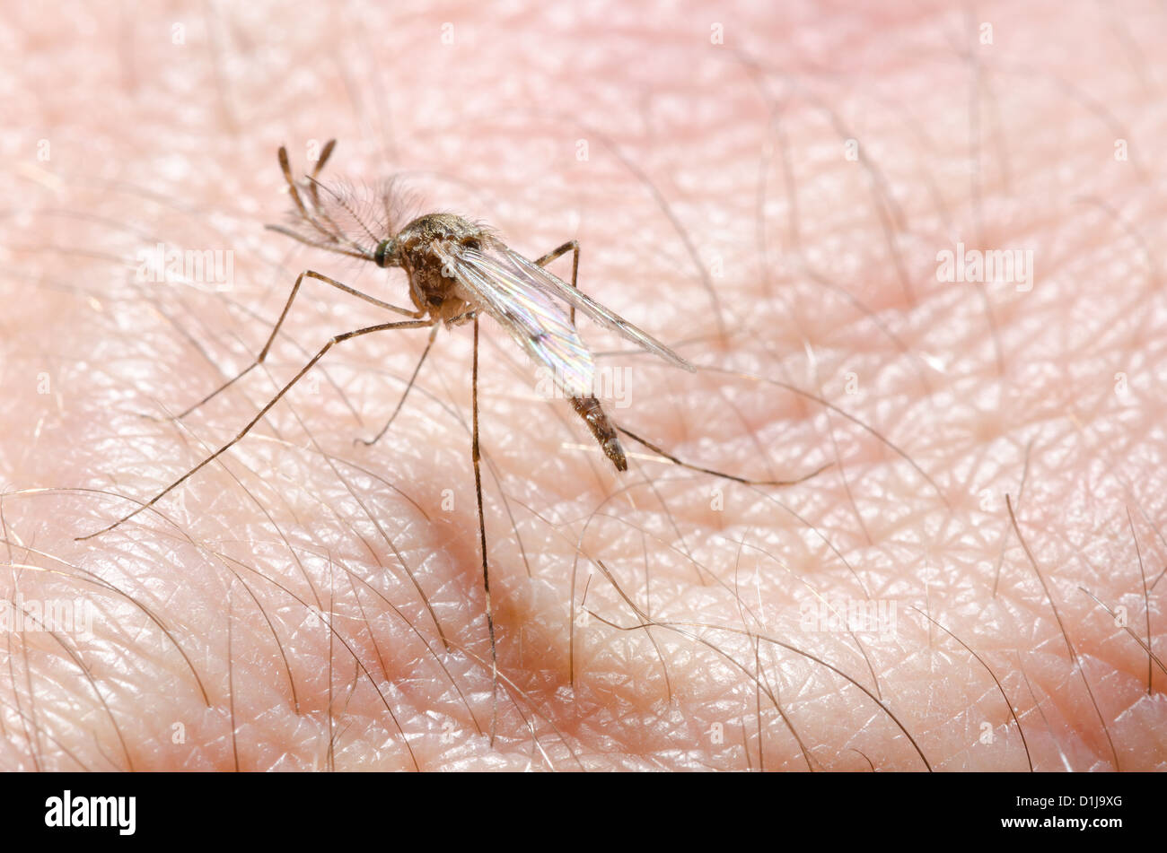 Mosquito Anopheles menace blood sucking rampage growing in UK due to ...
