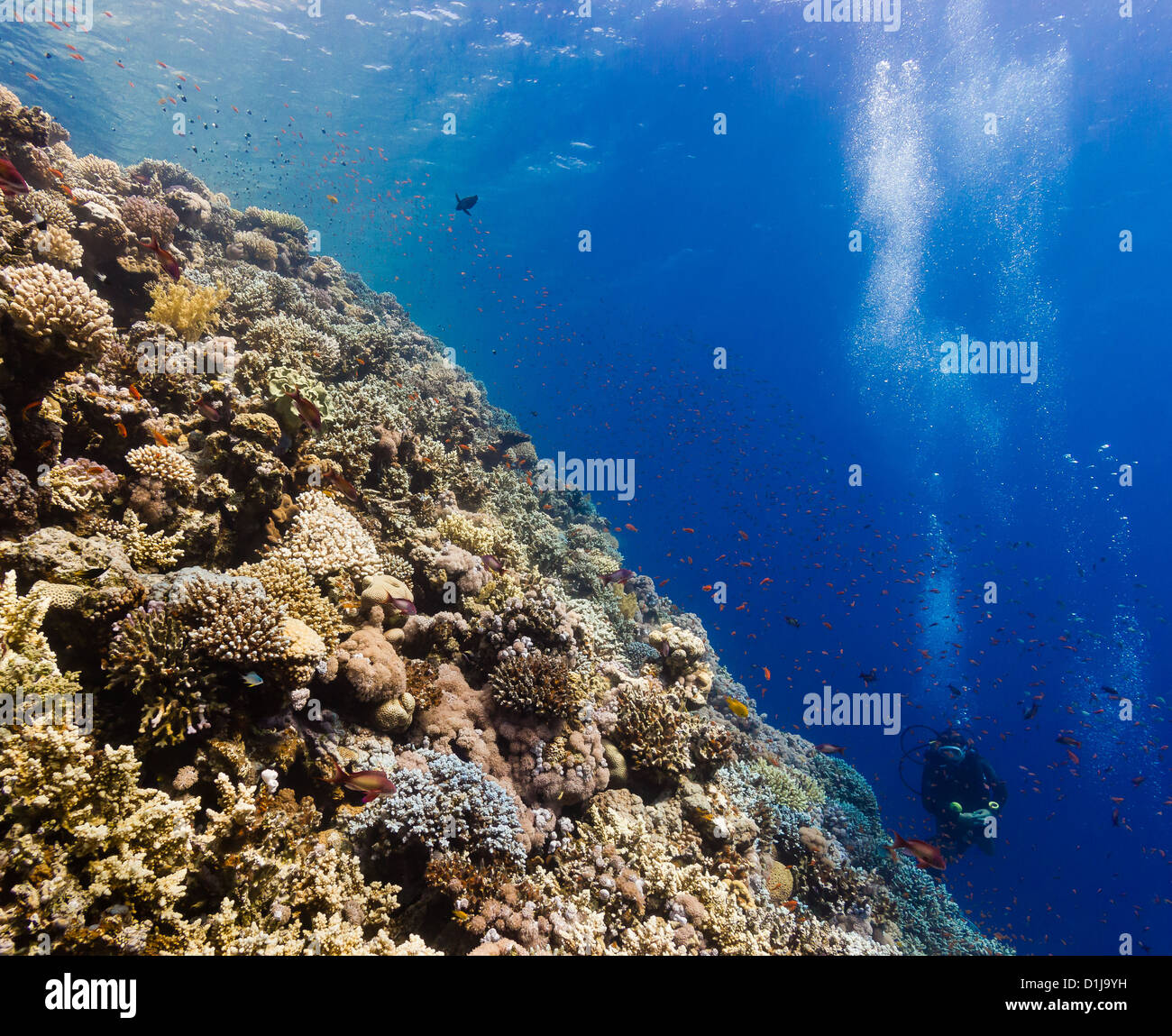 A SCUBA diver swims next to a hard coral ridge on a tropical reef Stock ...