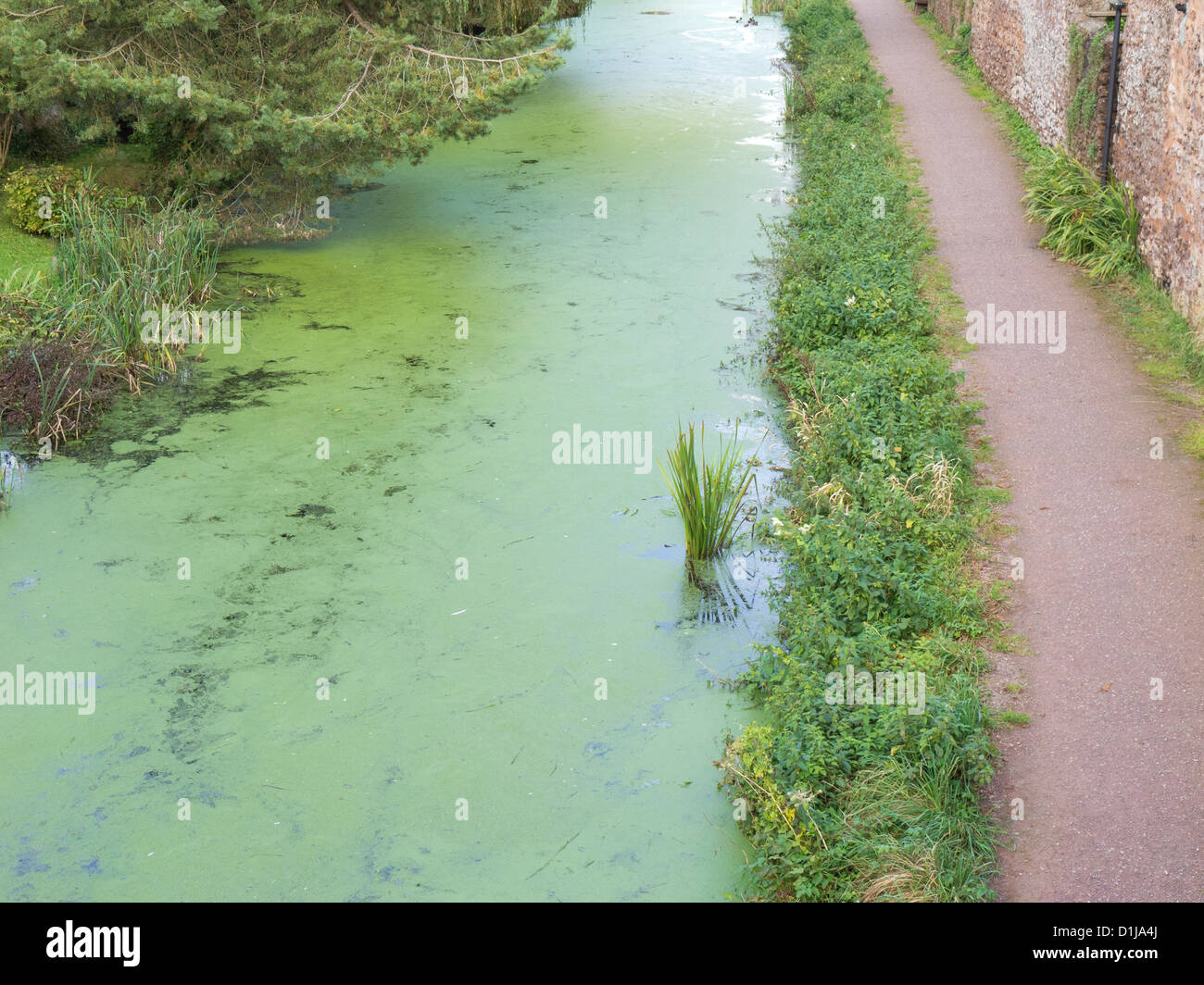 Canal covered in algae Stock Photo - Alamy