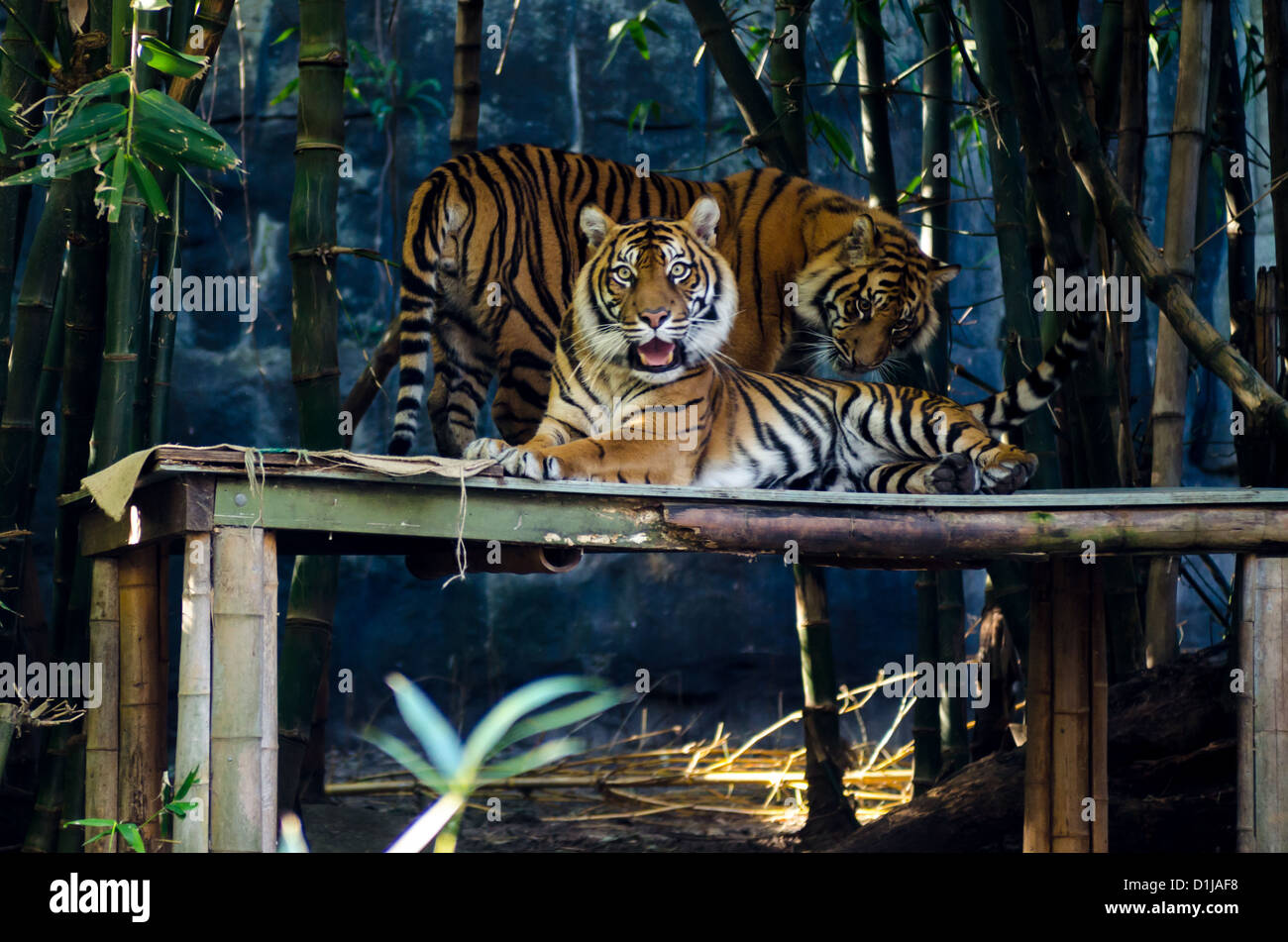 Tiger in Sydney Zoo, Australia Stock Photo - Alamy