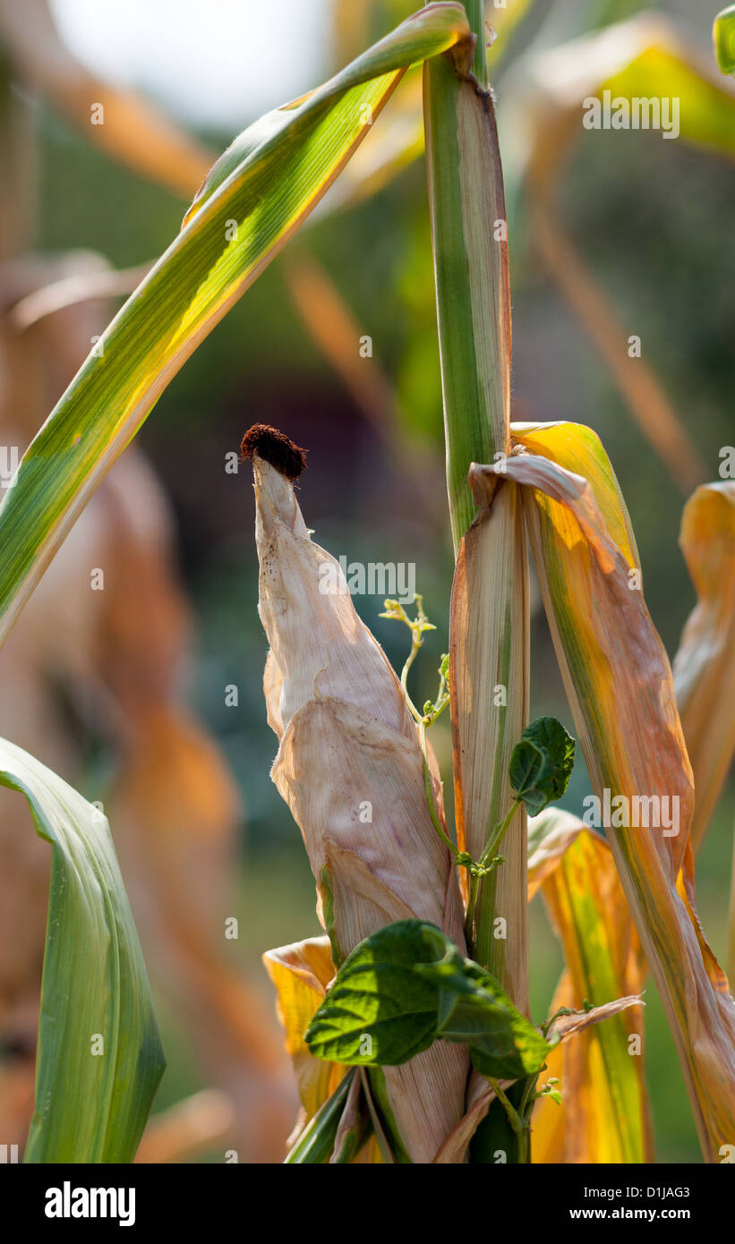 Closeup of a ripe corn cob, before harvest Stock Photo - Alamy