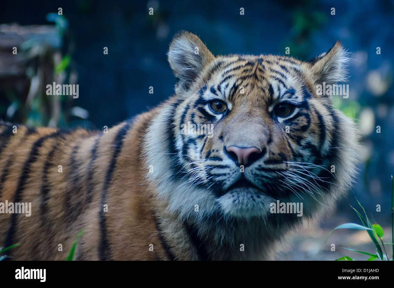 Sydney zoo hi-res stock photography and images - Alamy