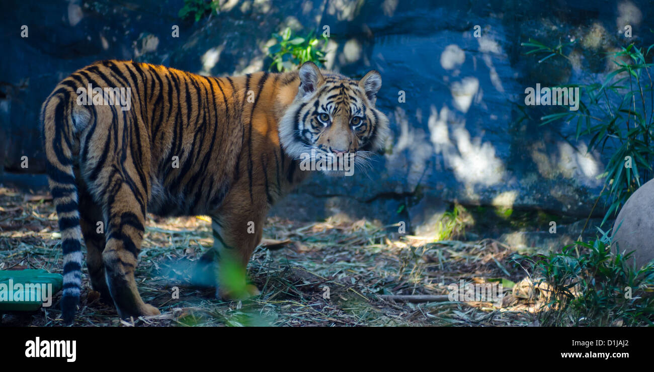 Tiger in Sydney Zoo, Australia Stock Photo - Alamy