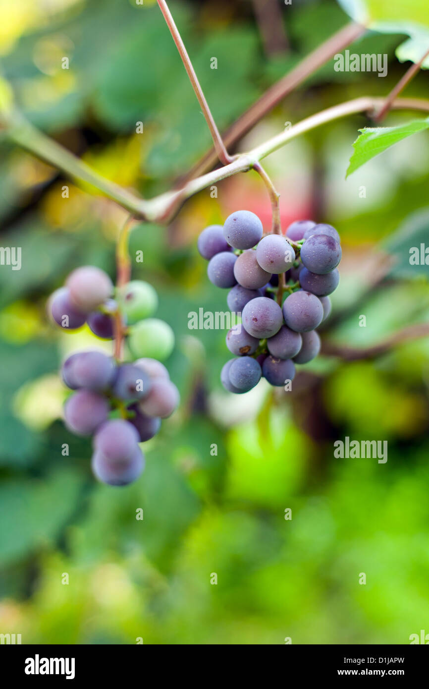 Closeup of clusters of ripe purple grapes on a vine Stock Photo - Alamy