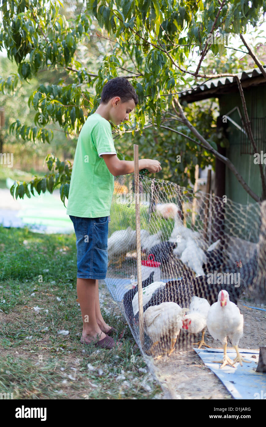 Country boy feeding chickens, at countryside Stock Photo - Alamy
